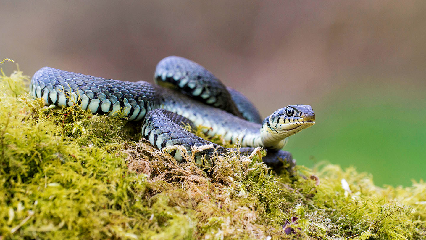 British Reptiles & Amphibians – Learn all about British reptiles and ...